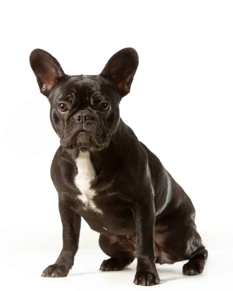 18 English Bulldog Colors & Markings (With Pictures)