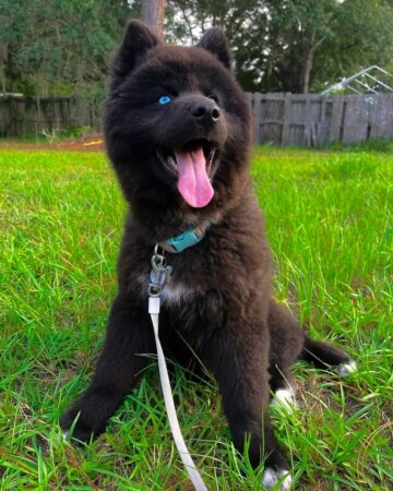 20 Siberian Husky Colors, Markings & Patterns (With Pictures)