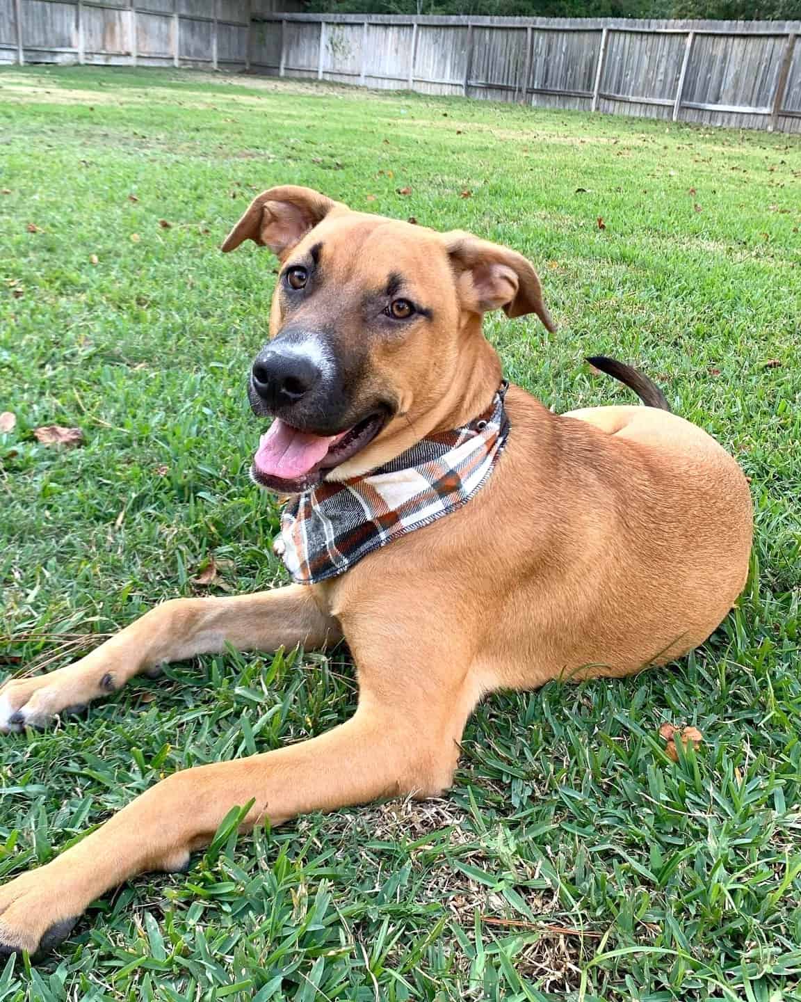 Black Mouth Cur Boxer Mix: Info, Pictures, Traits & Facts
