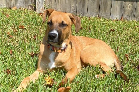 Pointer Pitbull Mix: Information, Pictures, Traits & Facts