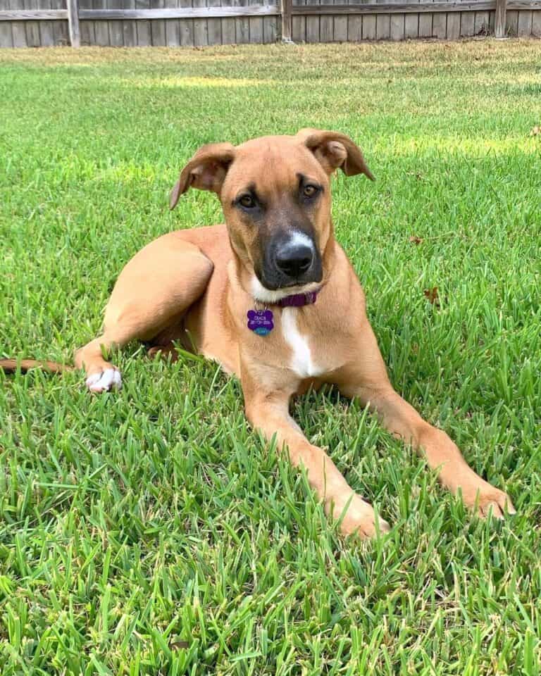 Black Mouth Cur Boxer Mix: Info, Pictures, Traits & Facts
