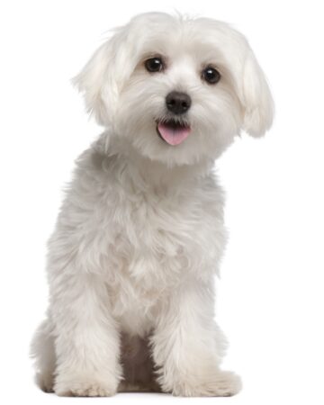 6 Maltese Colors and Markings (With Pictures)