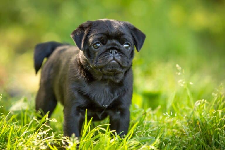 10 Best Pug Breeders (2025 Updated) - Happy Dog Breeds