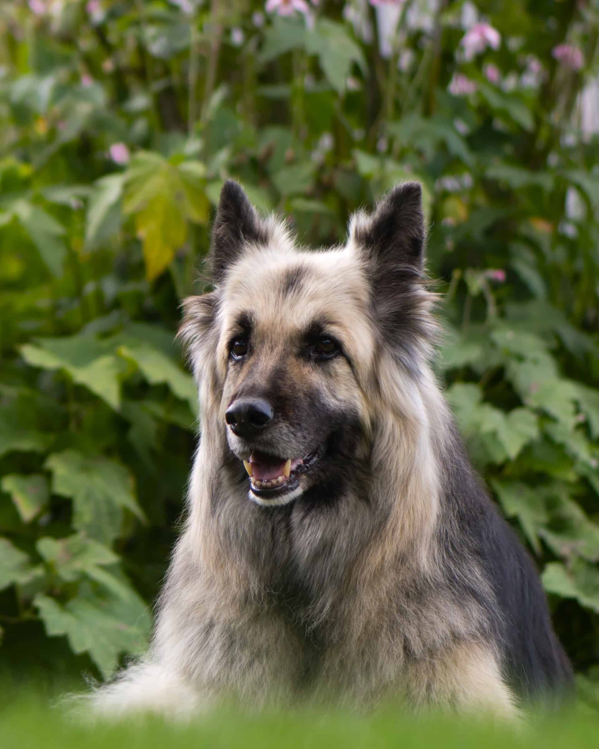 21 German Shepherd Colors & Markings (With Pictures!)
