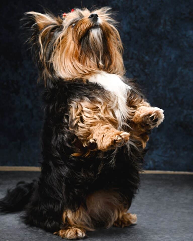 Yorkie Colors: 8 Coat Color Variations Explained (With Photos)