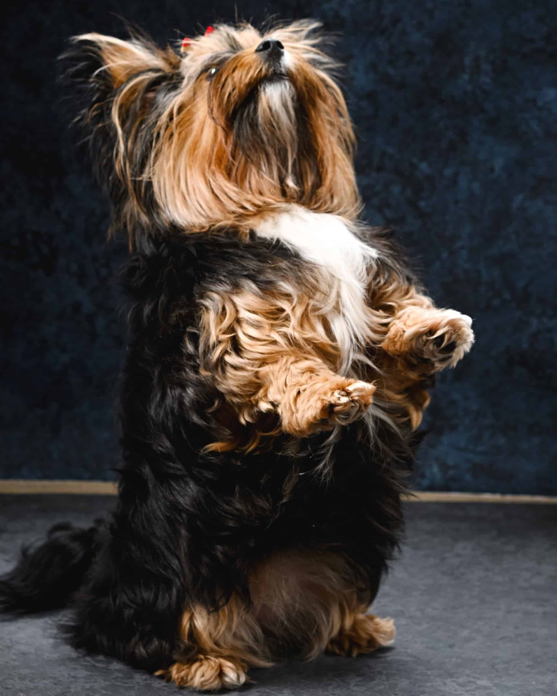 Yorkie Colors: 8 Coat Color Variations Explained (With Photos)