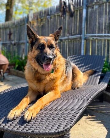 21 German Shepherd Colors & Markings (With Pictures!)