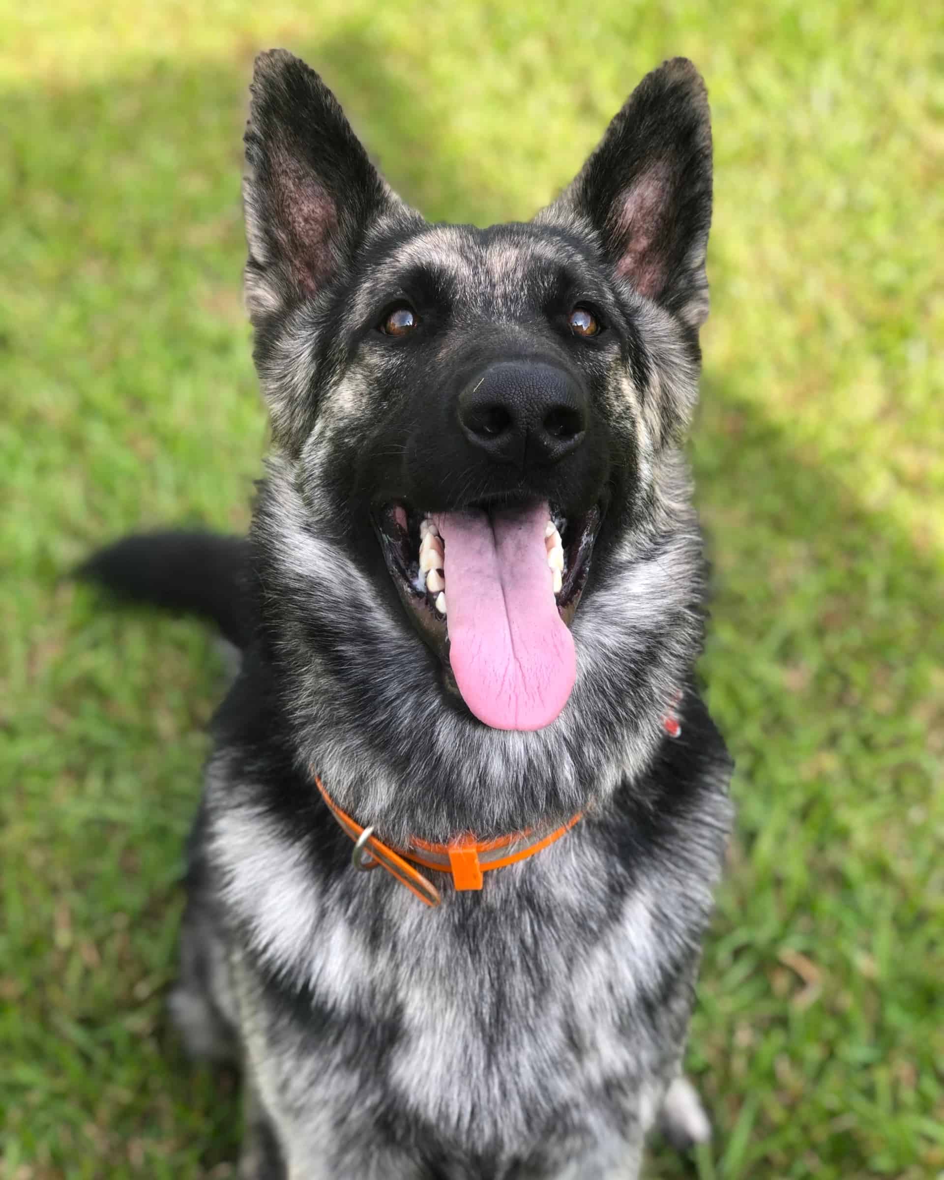 21 German Shepherd Colors & Markings (With Pictures!)