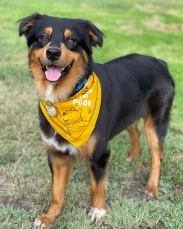 16 Australian Shepherd Colors & Patterns (With Pictures)