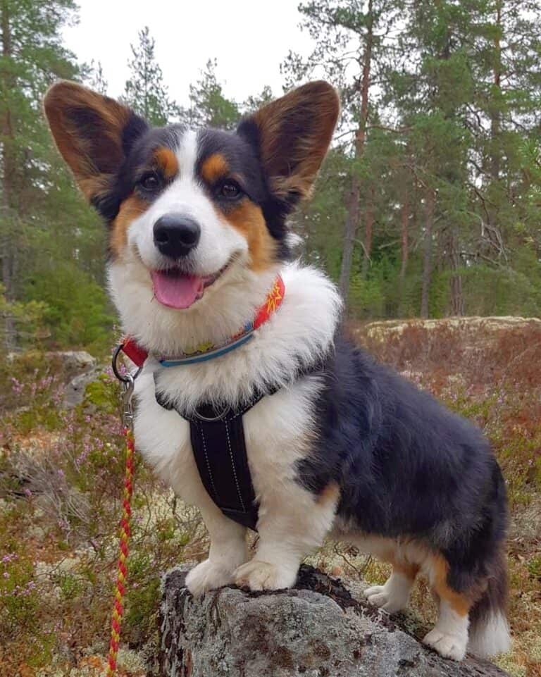 16 Corgi Colors and Markings (With Pictures)