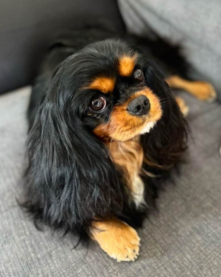 9 Cavalier King Charles Spaniel Colors (With Pictures)