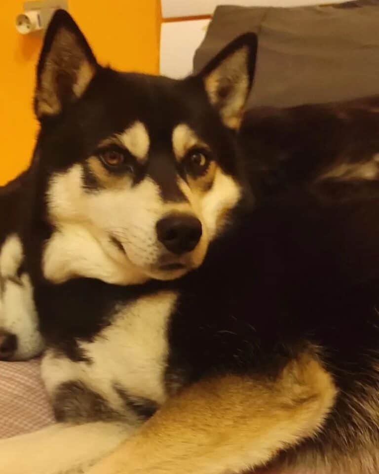 20 Siberian Husky Colors, Markings & Patterns (With Pictures)