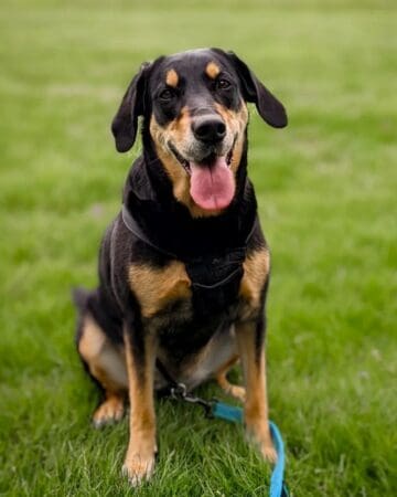 13 Labrador Retriever Colors & Patterns (With Pictures!)