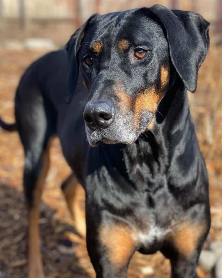 13 Rhodesian Ridgeback Colors & Markings (With Pictures)