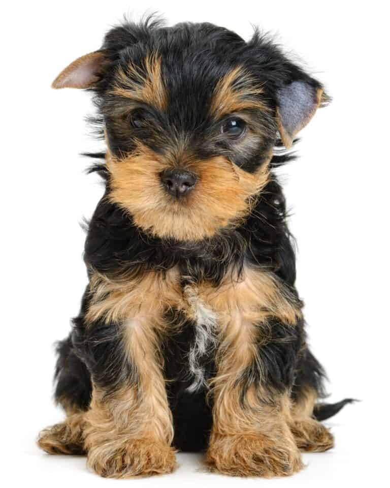 Yorkie Colors: 8 Coat Color Variations Explained (With Photos)