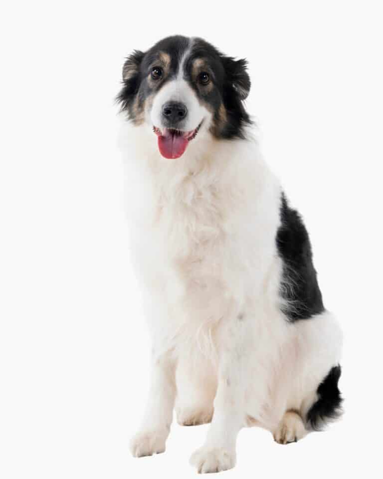 16 Australian Shepherd Colors & Patterns (With Pictures)