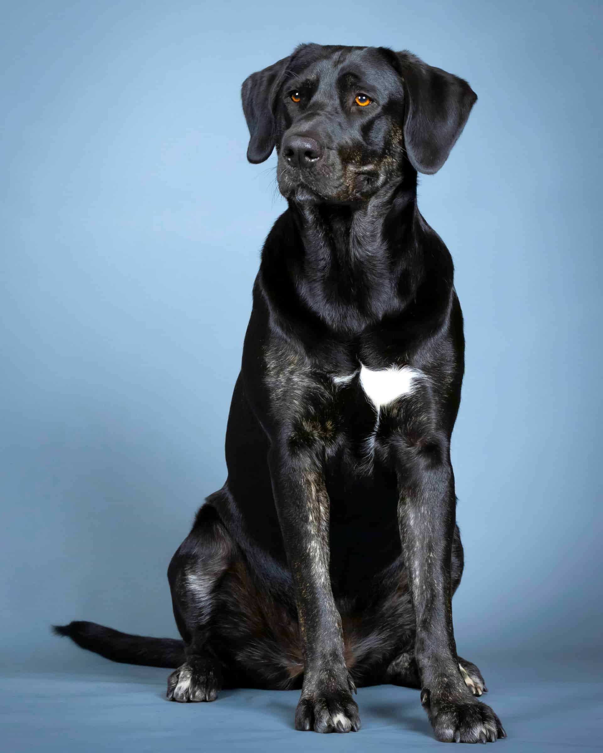 13 Labrador Retriever Colors & Patterns (With Pictures!)