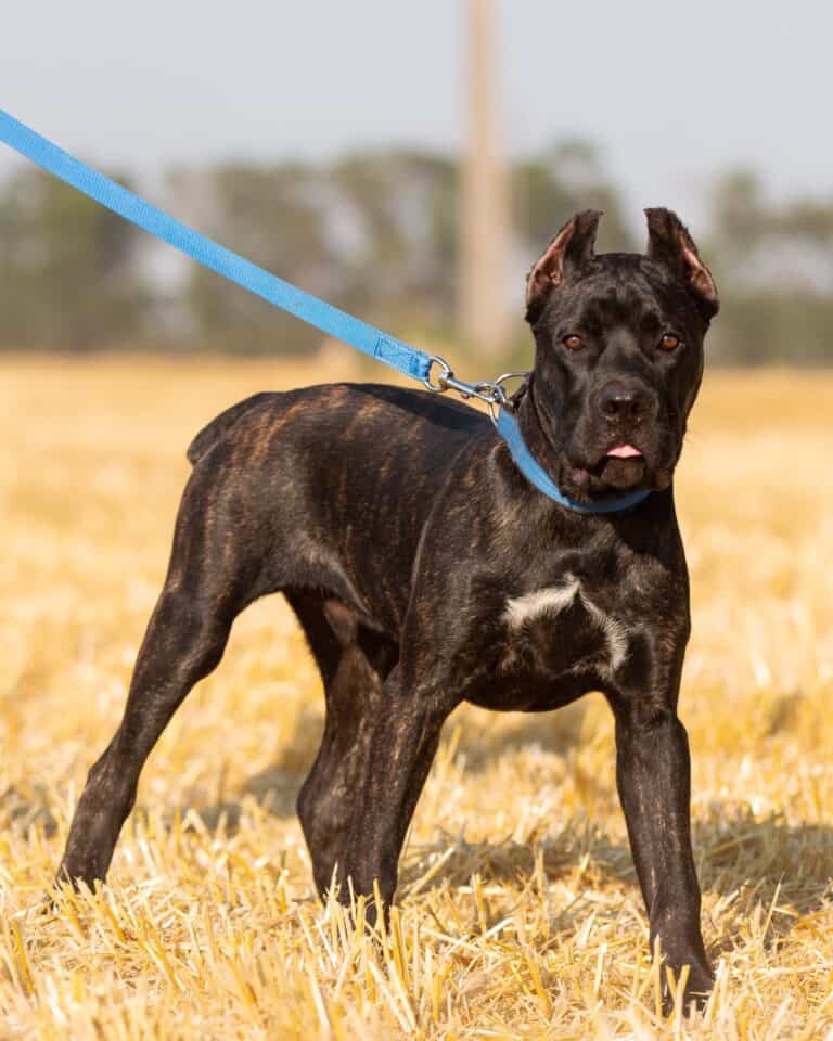 11 Cane Corso Colors and Markings (With Pictures)