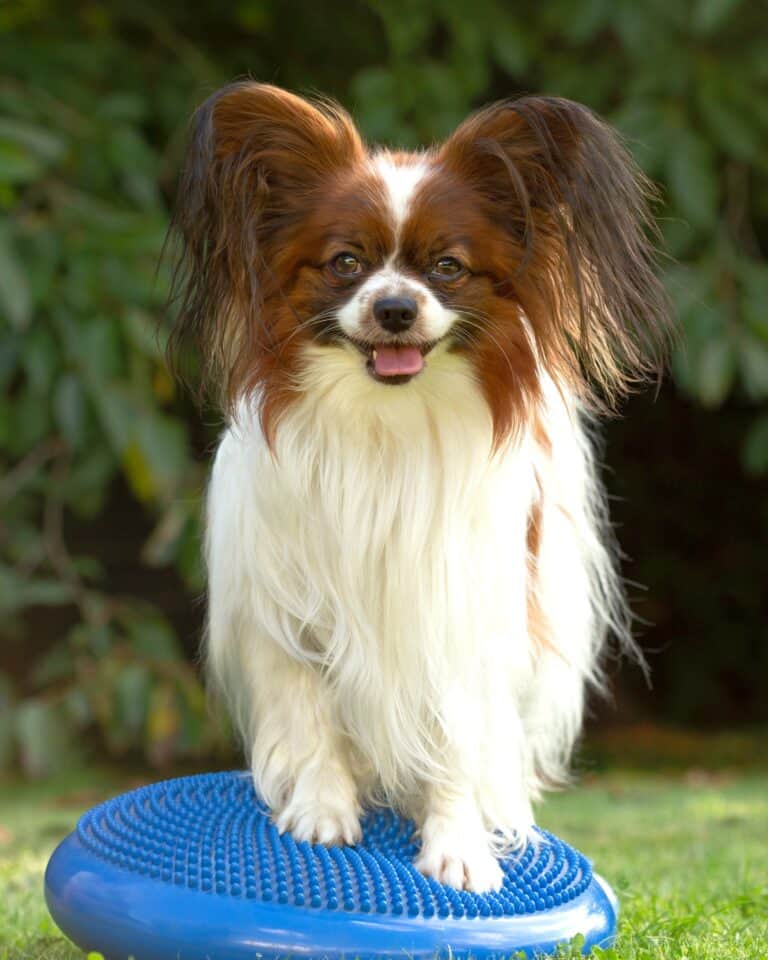 15 Papillon Colors & Markings (With Pictures)