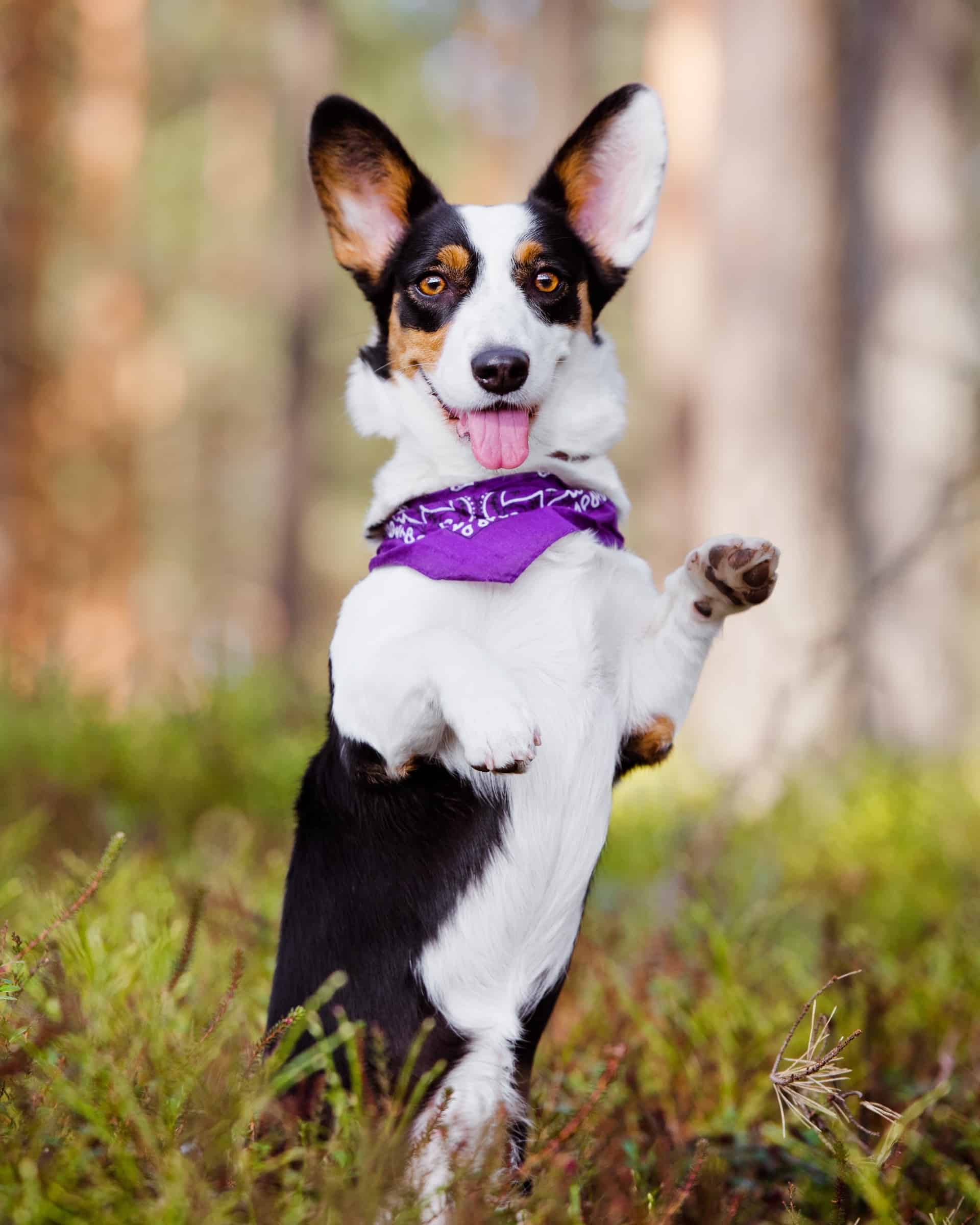 16 Corgi Colors and Markings (With Pictures)