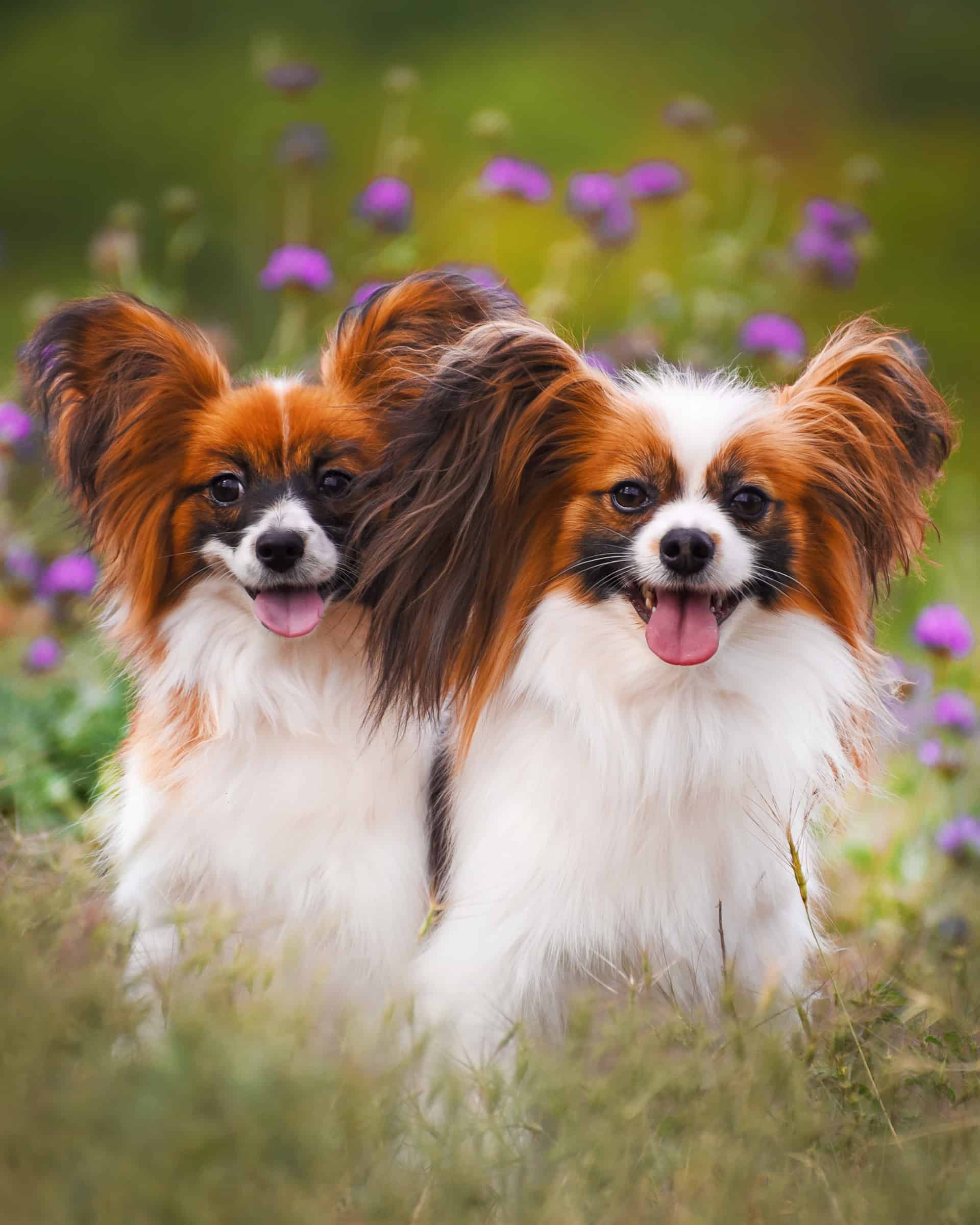 15 Papillon Colors & Markings (With Pictures)