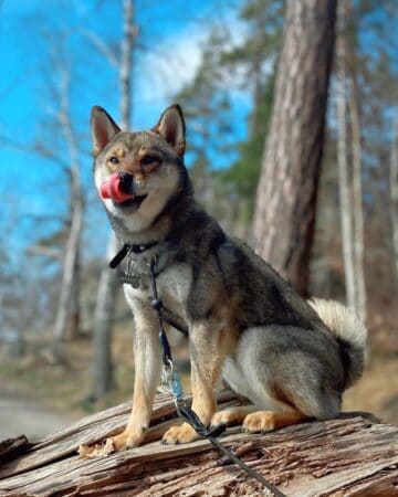 8 Shiba Inu Colors, Markings & Patterns (With Pictures)