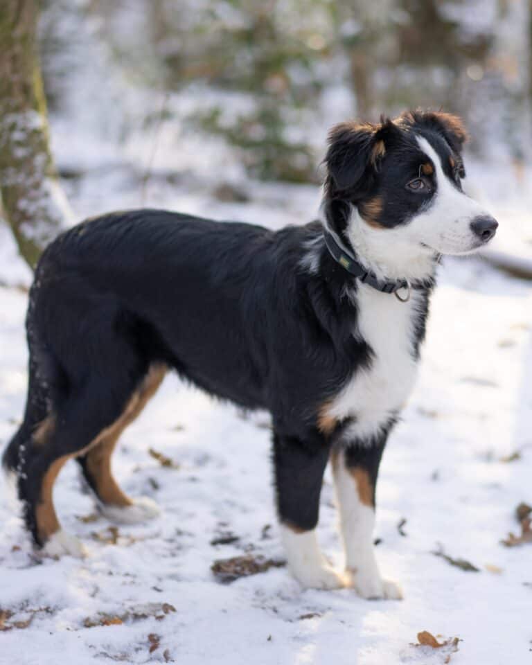 16 Australian Shepherd Colors & Patterns (With Pictures)