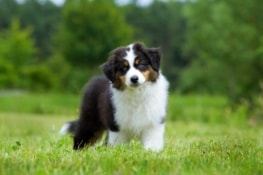 How Much Does an Australian Shepherd Cost? (2025 Updated)