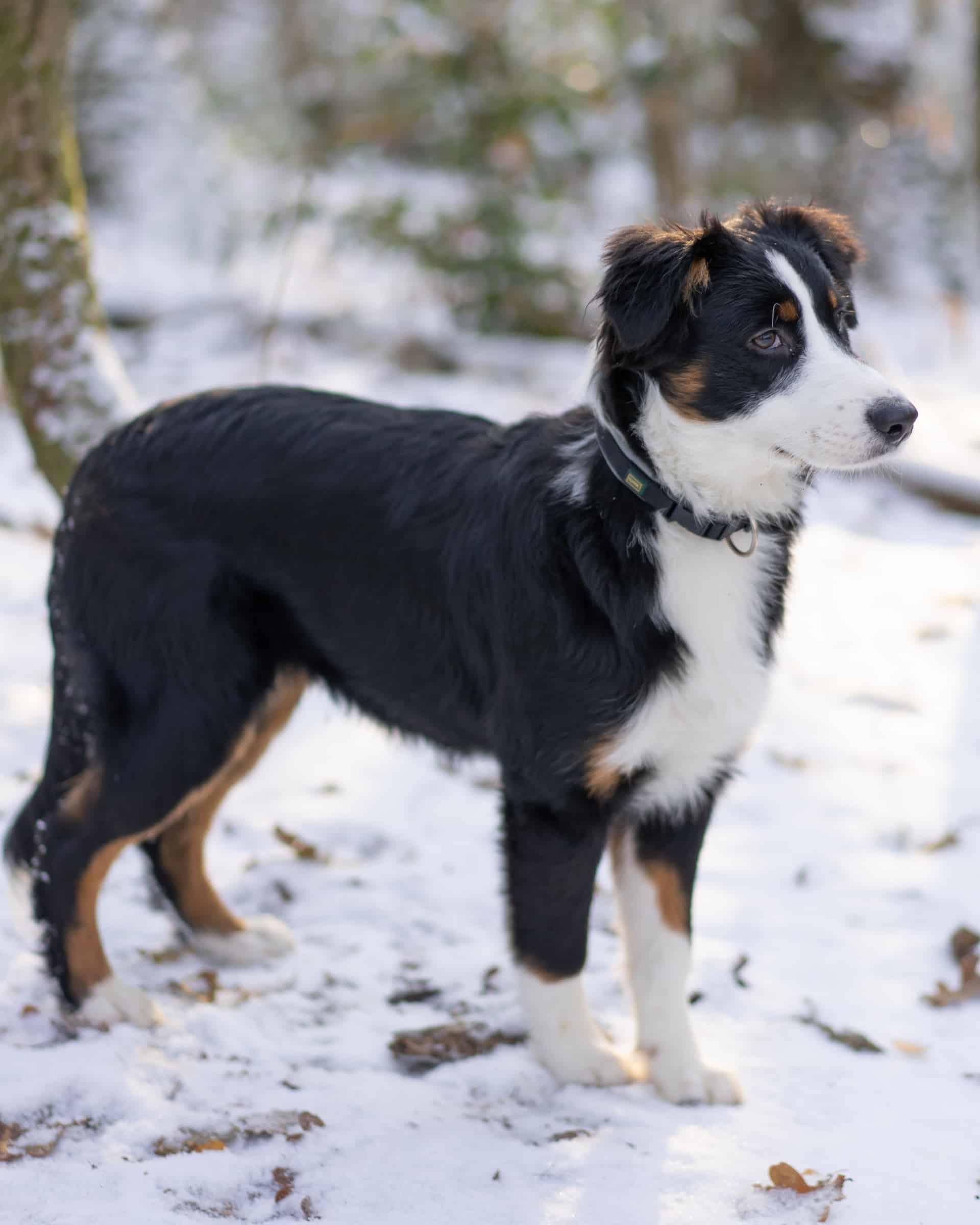 16 Australian Shepherd Colors & Patterns (With Pictures)