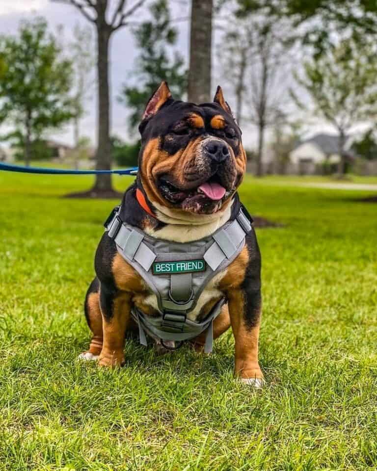 8 Different Types of Tri-Color Bully (With Pictures)