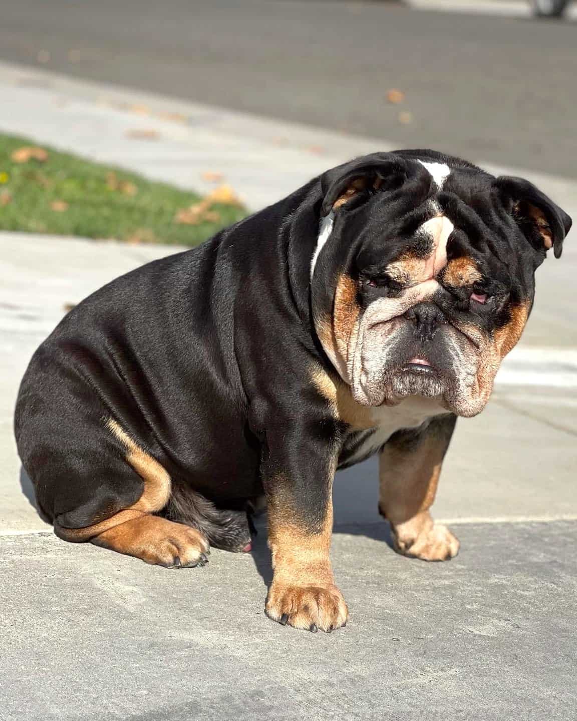 Tri-Color English Bulldog: Breed Info, Pictures, Traits & Facts