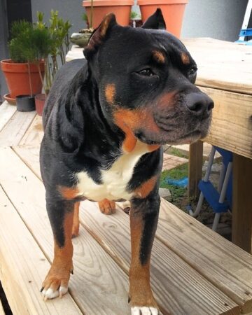 Tri-Color Pitbull – Breed Info, Pictures, Genetics & Facts