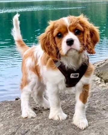9 Cavalier King Charles Spaniel Colors (With Pictures)
