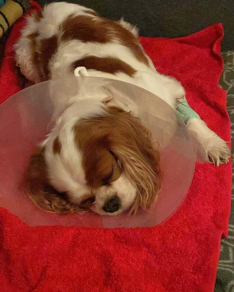 9 Cavalier King Charles Spaniel Colors (With Pictures)