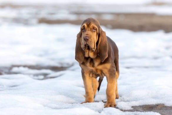 10 Best Rhodesian Ridgeback Breeders (2025 Updated)