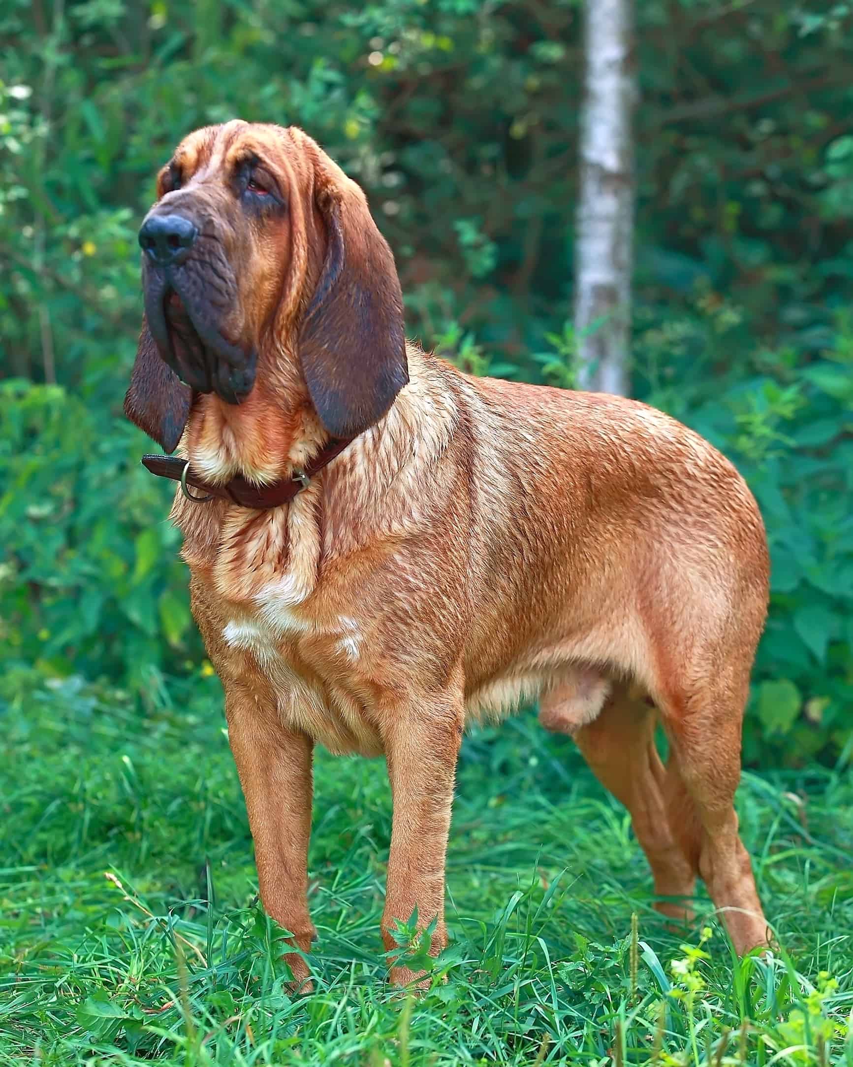 18 Long Nose Dog Breeds With Lovable Snouts (With Photos)