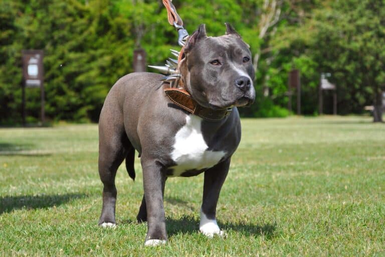 Blue American Bully: Breed Info, Genetics, Pictures & Facts