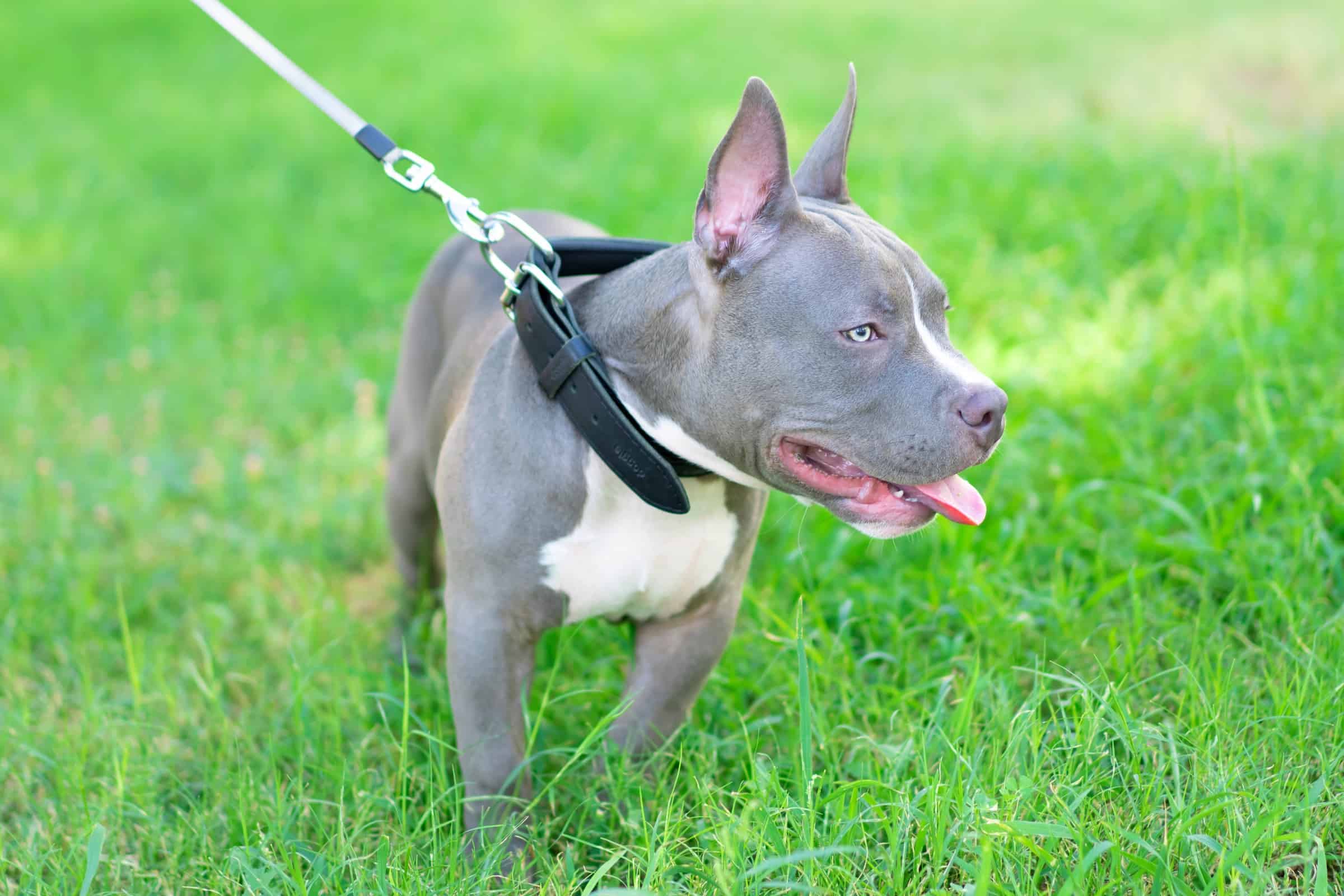 Blue American Bully: Breed Info, Genetics, Pictures & Facts