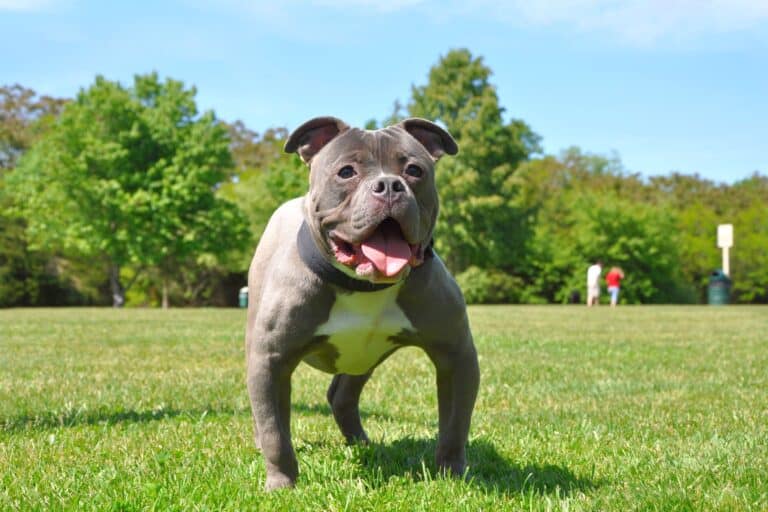 Blue American Bully: Breed Info, Genetics, Pictures & Facts