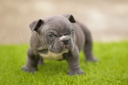Blue American Bully: Breed Info, Genetics, Pictures & Facts