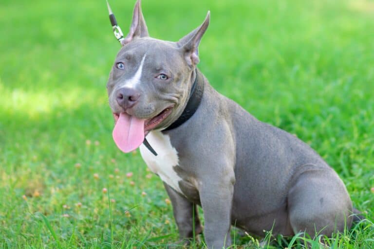 Blue American Bully: Breed Info, Genetics, Pictures & Facts