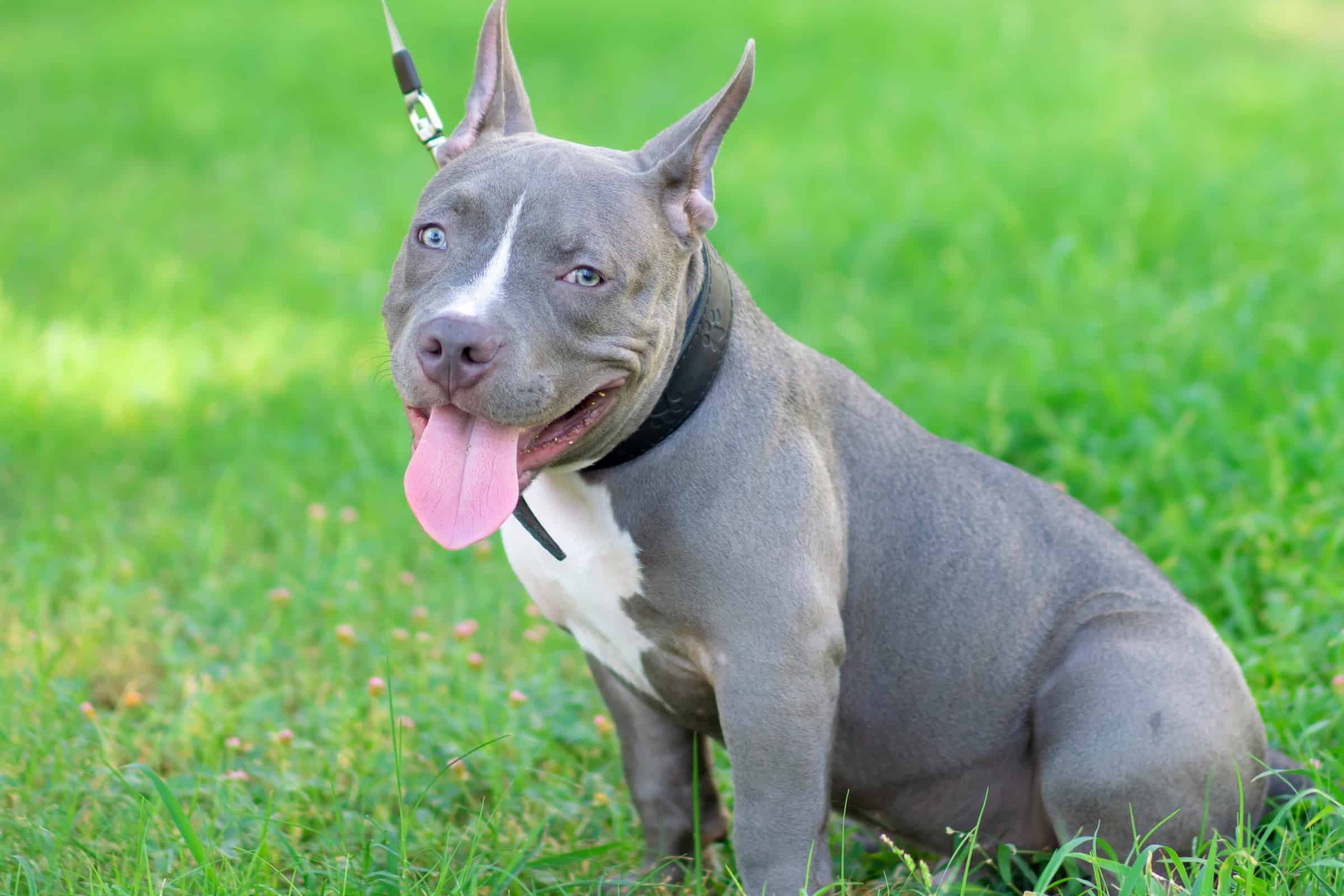Blue American Bully: Breed Info, Genetics, Pictures & Facts