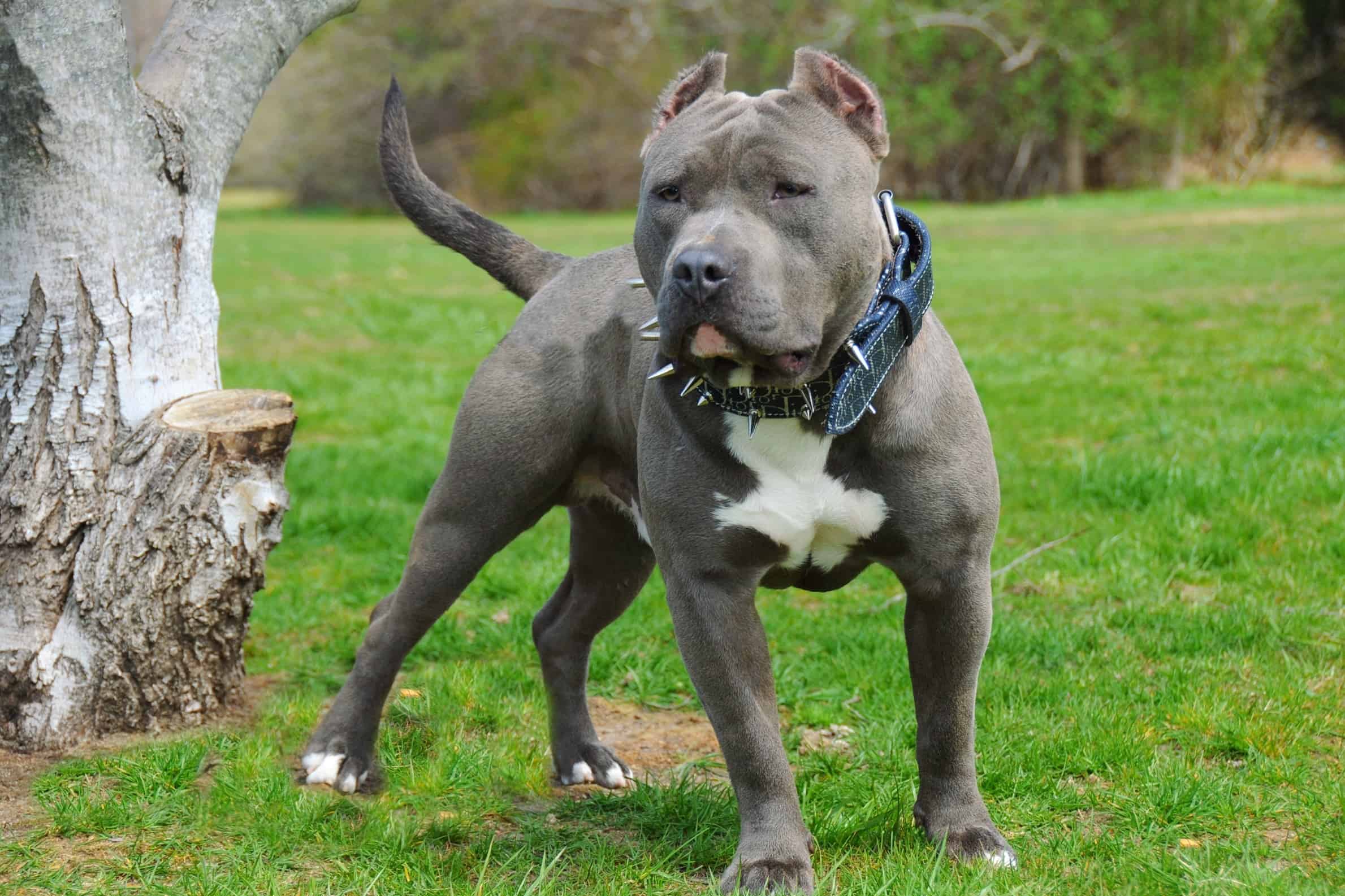 Blue American Bully: Breed Info, Genetics, Pictures & Facts