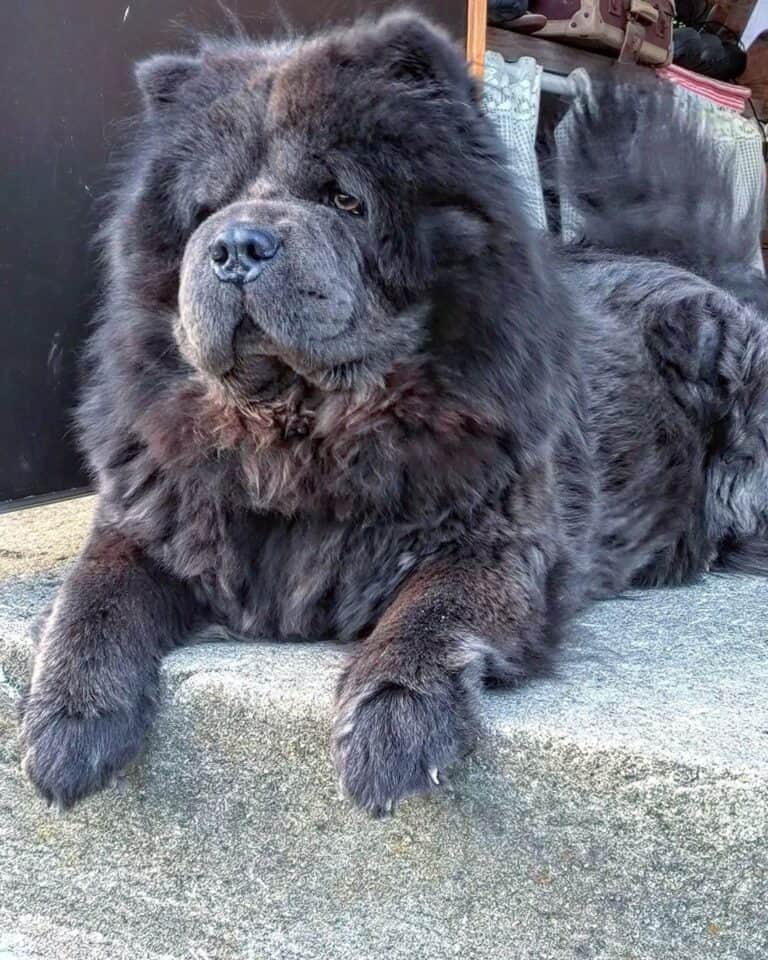 13 Chow Chow Colors, Markings & Patterns (With Pictures)