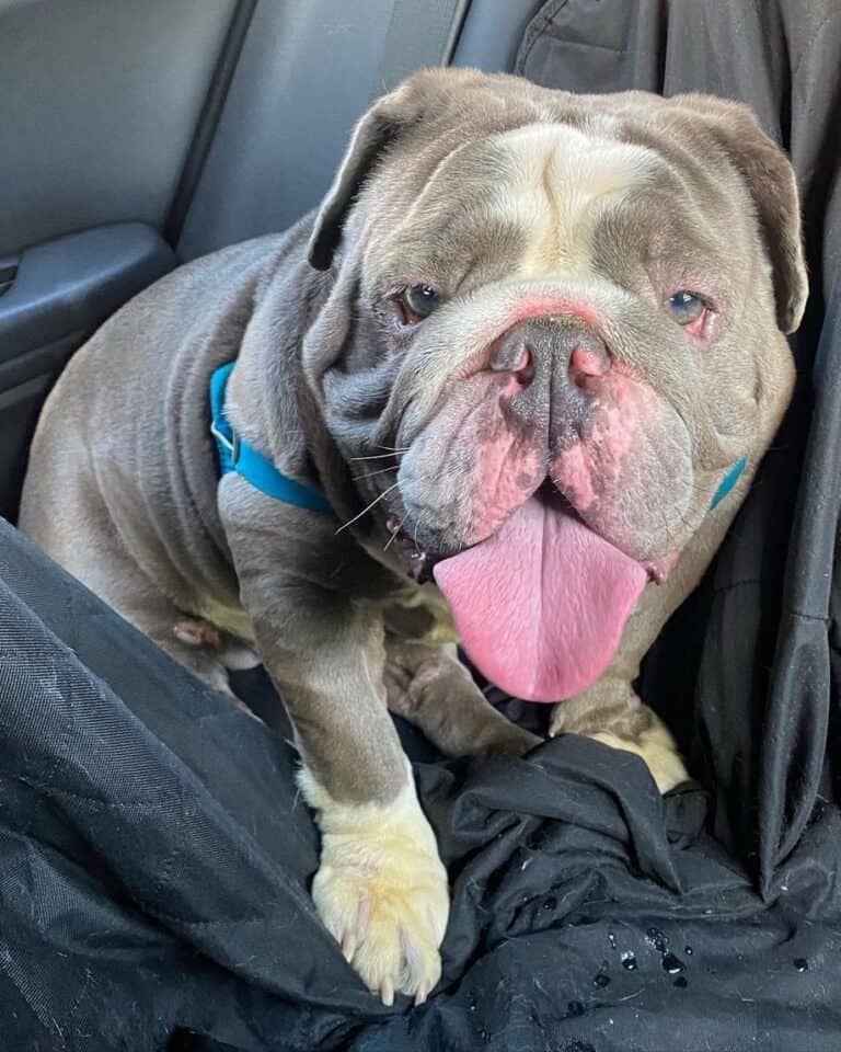 18 English Bulldog Colors & Markings (With Pictures)