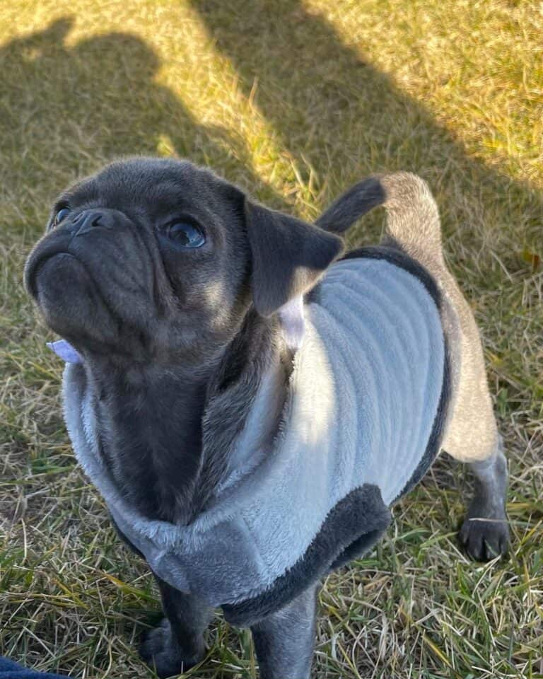 Blue Pug – Facts, Genetics, Health & More (With Pictures!)