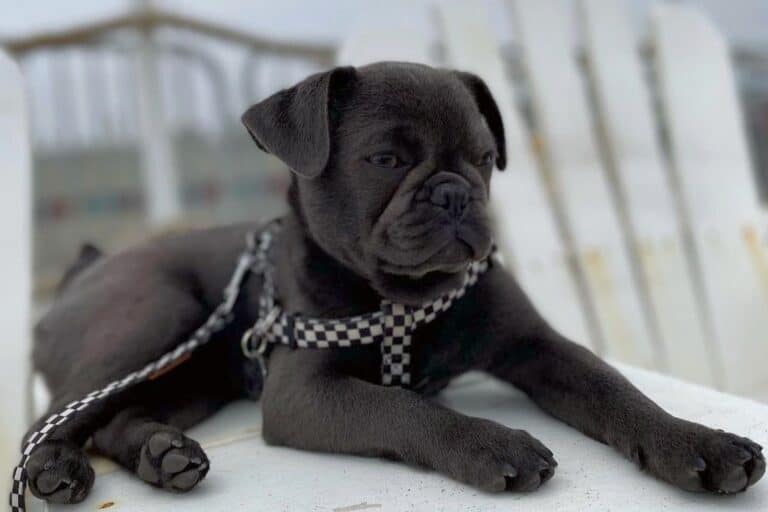 Blue Pug – Facts, Genetics, Health & More (With Pictures!)