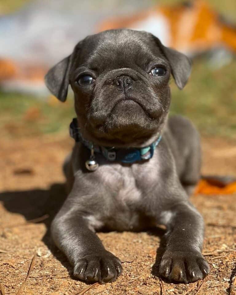 Blue Pug – Facts, Genetics, Health & More (With Pictures!)