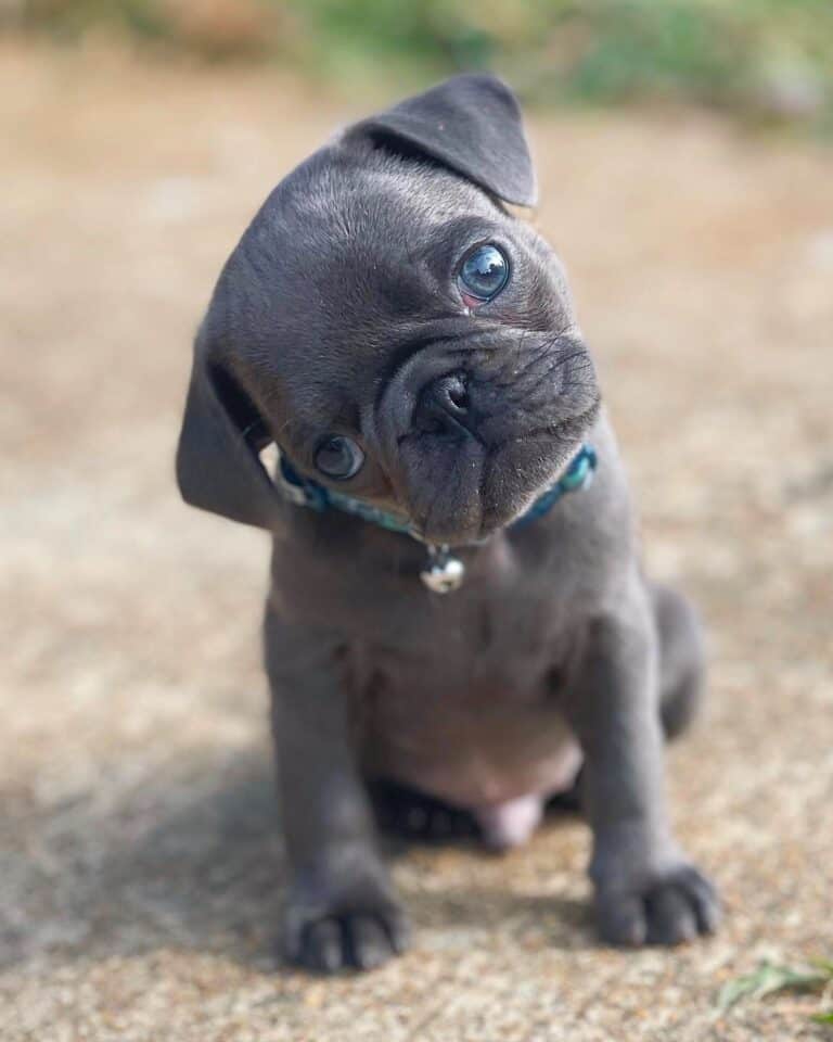 Blue Pug – Facts, Genetics, Health & More (With Pictures!)