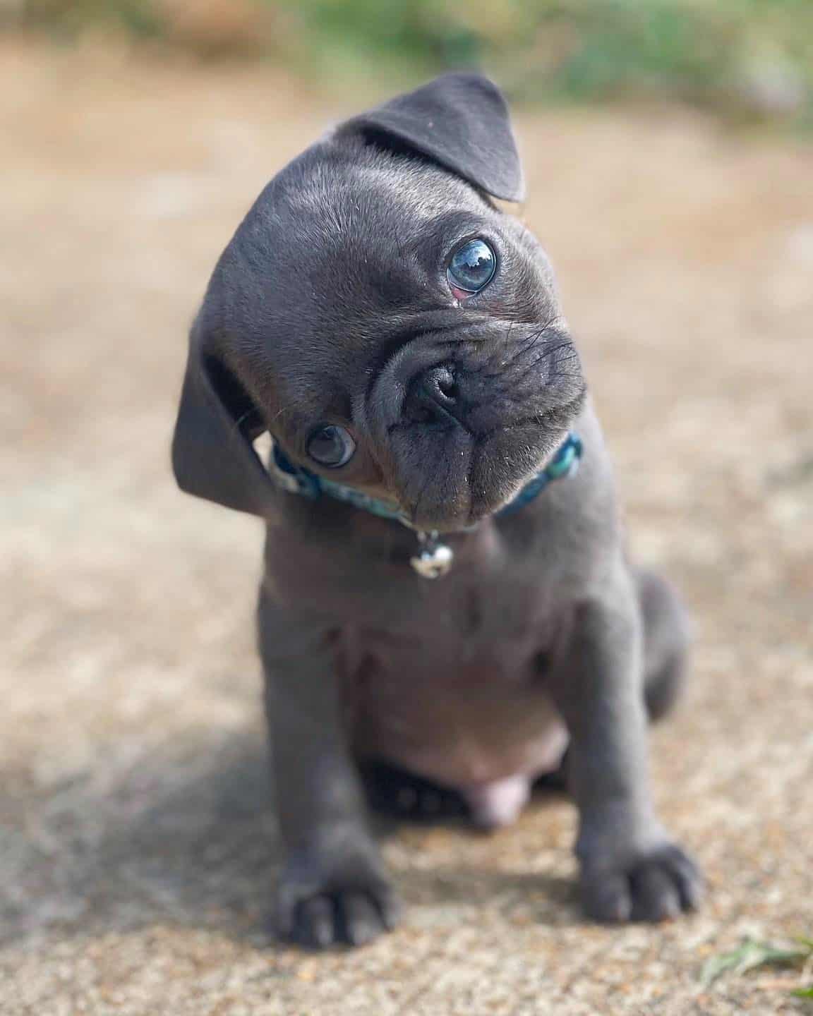 Blue Pug – Facts, Genetics, Health & More (With Pictures!)